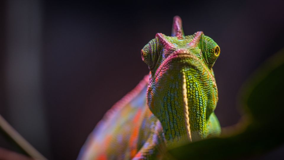 Test Your Earth Rangers’ Animal Savvy!